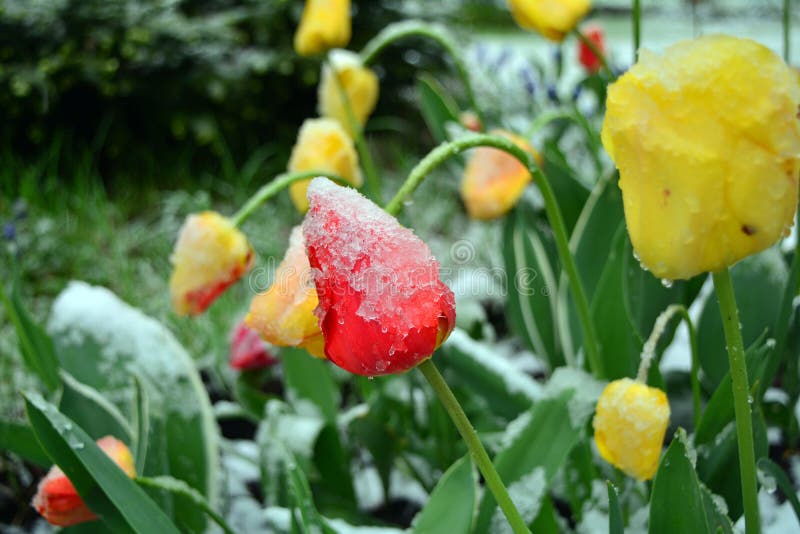 Spring Tulips with Remnants of Snow on a Garden. Macro Stock Image ...