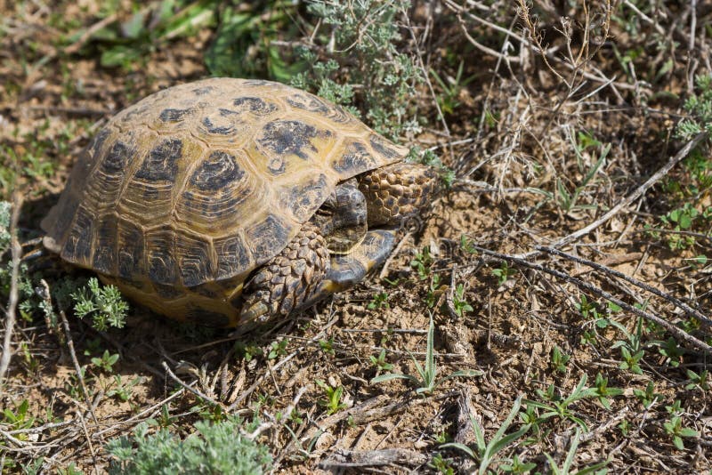 Spring turtle in the grass stock image. Image of agrionemys - 144918579