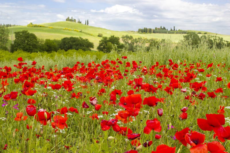 Spring in Tuscany stock photo. Image of beauty, beautiful - 31830168