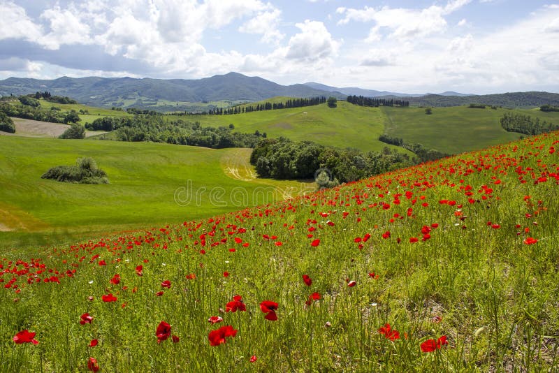 Spring in Tuscany stock image. Image of bloom, meadow - 31830041