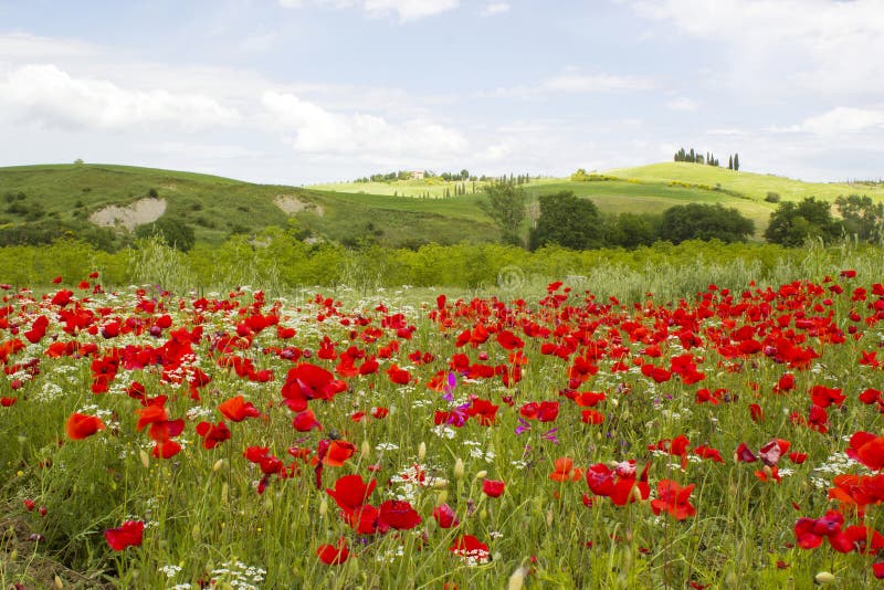 Spring in Tuscany stock photo. Image of beauty, beautiful - 31830168