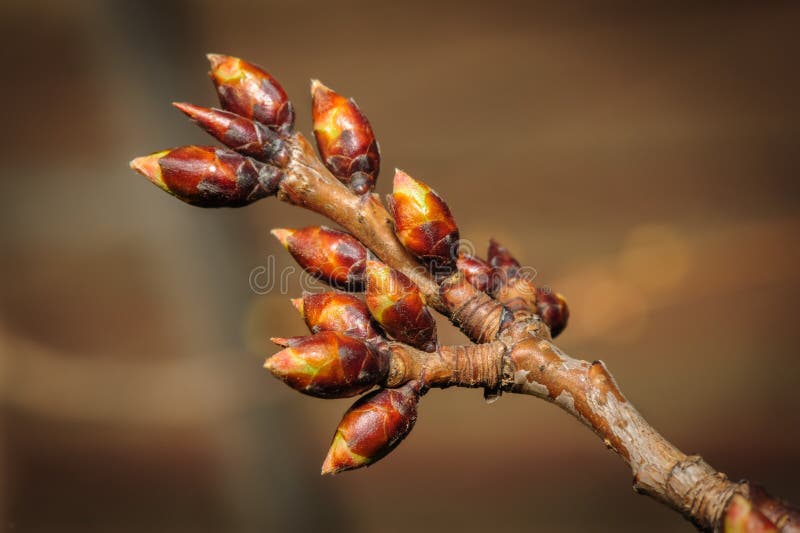 Spring twig buds stock image. Image of leafs, twig, april - 30593387
