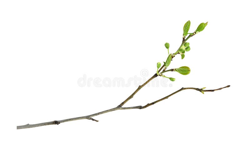 Spring Twig with First Green Leaves and Buds of Flowers Isolated on ...
