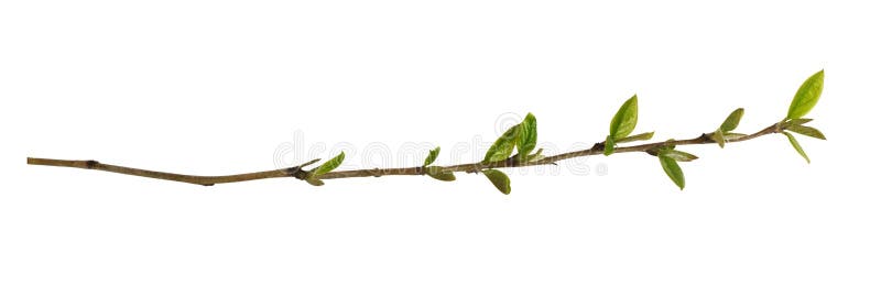 Spring Twig with Small First Green Leaves Isolated Stock Image - Image ...
