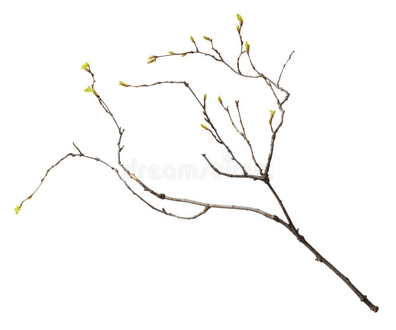 Spring Twig with Small Green Buds of Leaves Isolated Stock Image ...