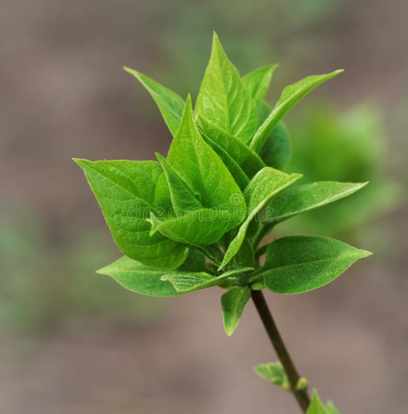 Spring Twig with Young Leaves Stock Photo - Image of sprout, sprig ...