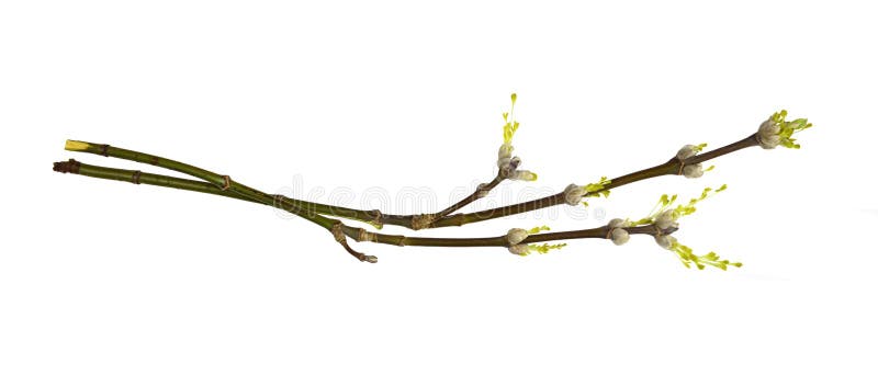 Spring Twigs with Sprouted Buds Stock Image - Image of botanical, beige ...