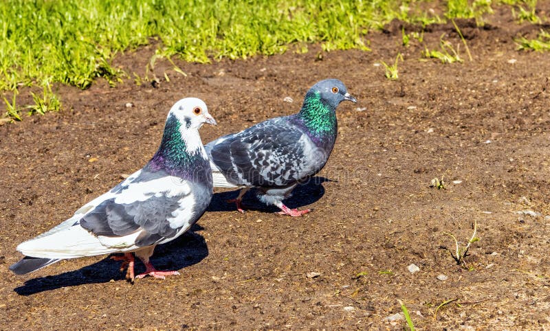 In the Spring the Two Pigeons Go on Fresh Soil Stock Image - Image of ...