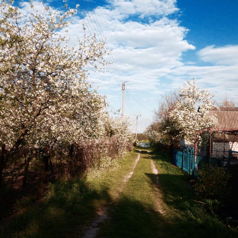Spring in the Ukrainian Village Stock Image - Image of blossoms, flower ...