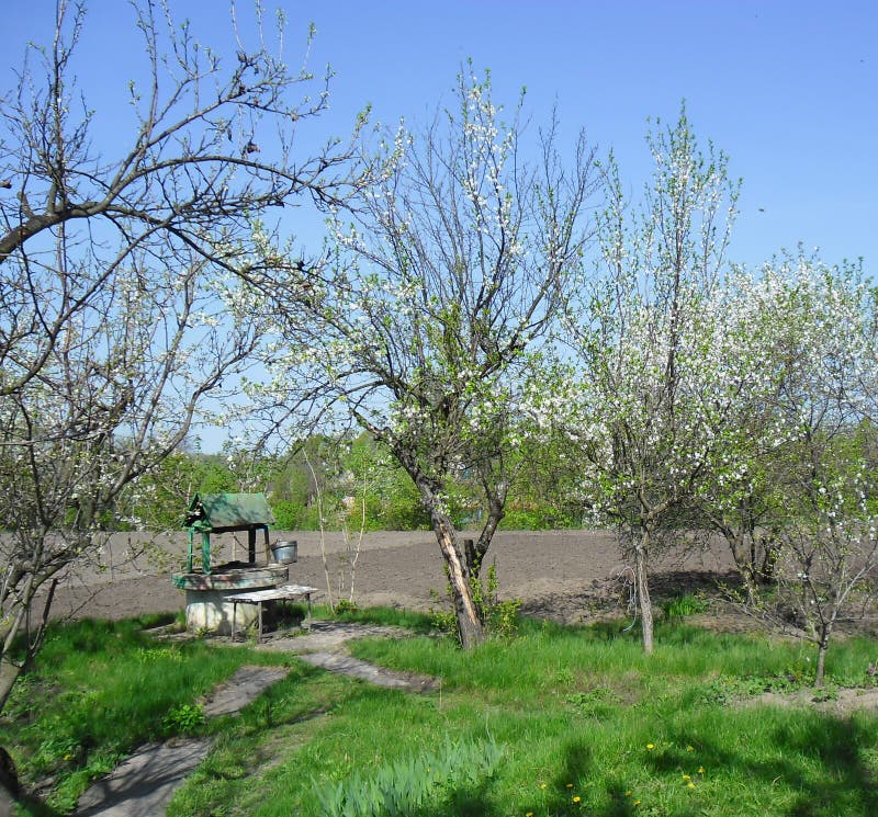 Spring in Ukrainian Village Stock Image - Image of tree, grass: 49910703