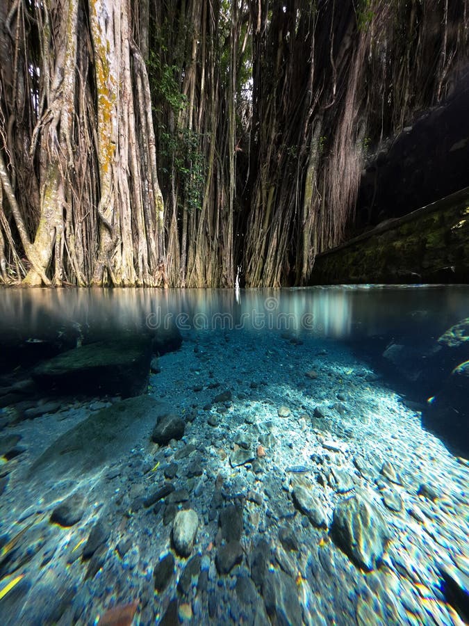 Spring Under the Big Banyan Tree Stock Image - Image of bottom, mossy ...