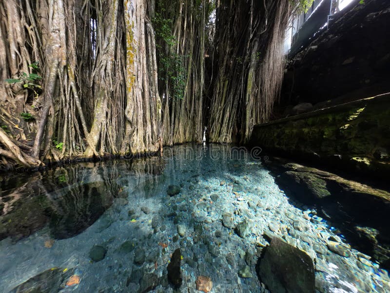Spring Under the Big Banyan Tree Stock Photo - Image of environment ...