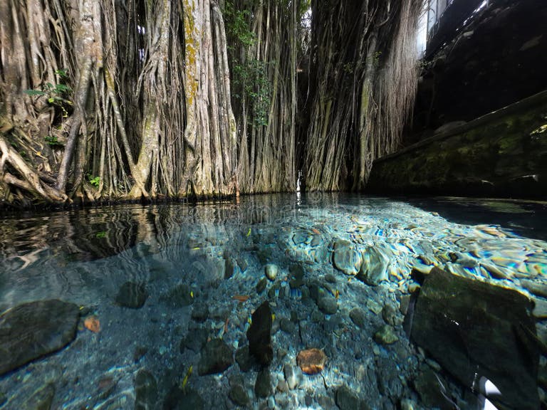 Spring Under the Big Banyan Tree Stock Photo - Image of spring ...