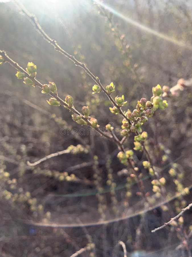 Spring under the sun stock image. Image of winter, elements - 217079859