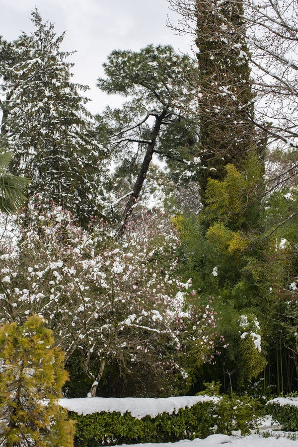 Unexpected Cold Snap. Snow on Flowering Trees, Magnolia Flowers in the ...