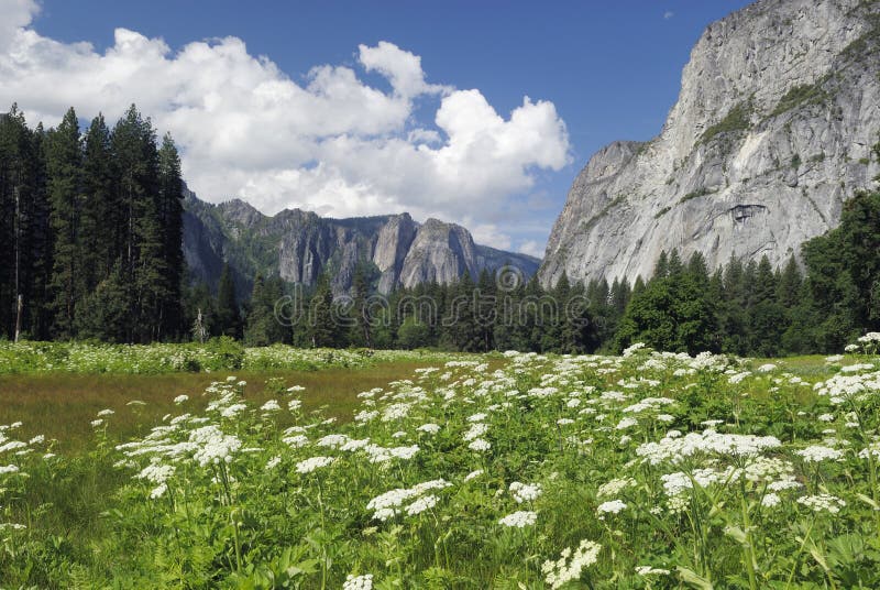 Spring Valley Wildflowers Yosemite 库存照片 - 图片 包括有 晴朗, 远景: 9958170