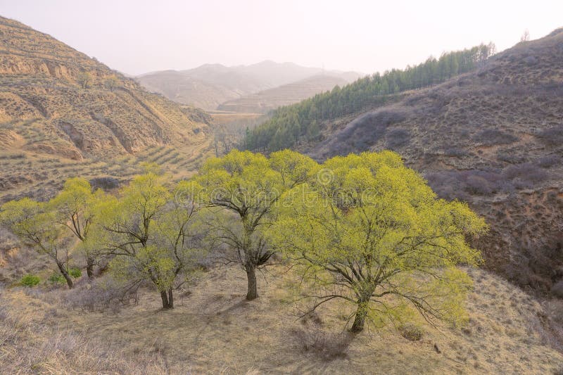 Spring valley stock image. Image of valley, osier, landscape - 274853067