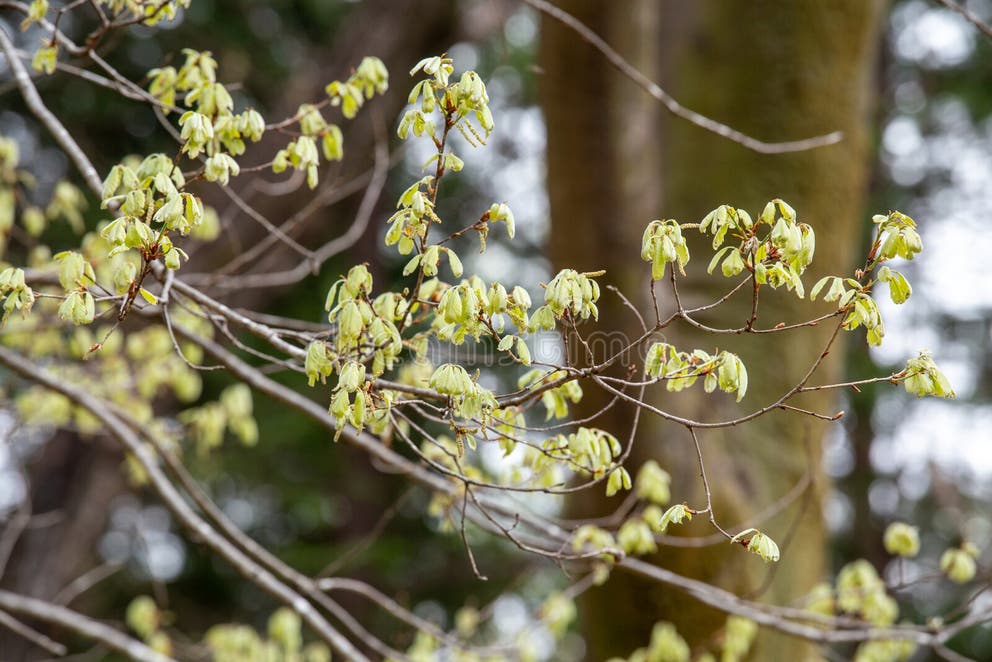 Sprouting of Tree Bud in the Forest. Stock Image - Image of fresh ...
