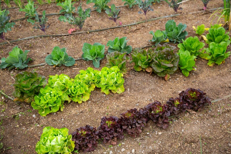 Spring vegetable patch stock photo. Image of food, vegetables - 233490428