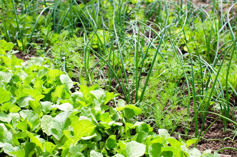 Little garden stock image. Image of natural, organic, fresh - 1000643