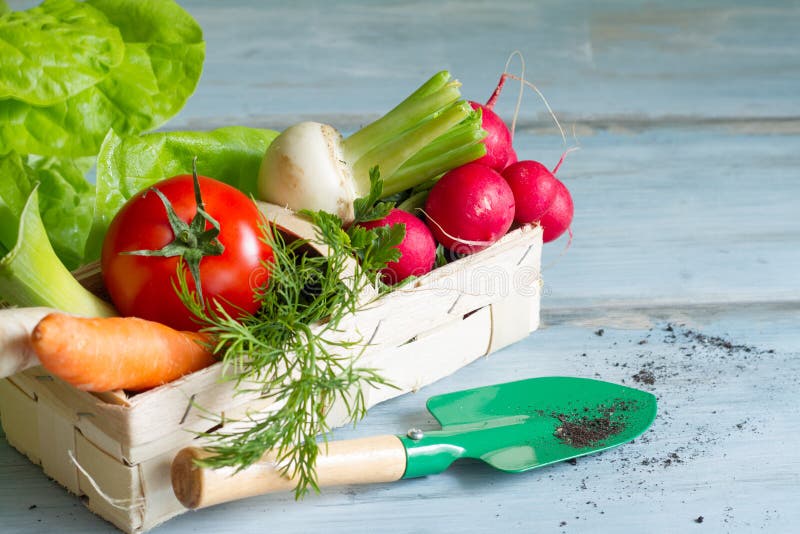 Spring Vegetables and Gardening Tools Stock Photo - Image of house ...