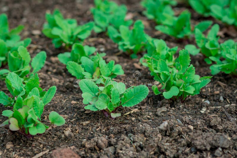 Spring Vegetables Growing in the Garden Stock Image - Image of ...