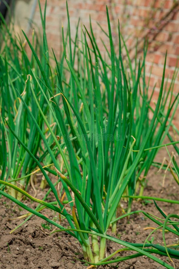 Spring Vegetables Growing in the Garden Stock Photo - Image of ...
