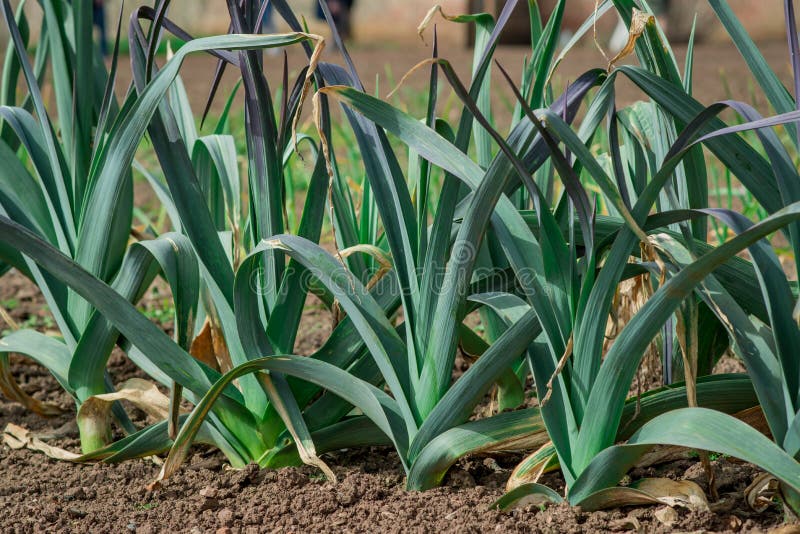 Spring Vegetables Growing in the Garden Stock Image - Image of growth ...