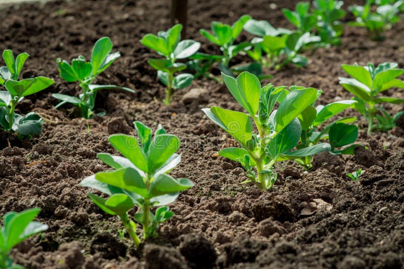 Spring Vegetables Growing in the Garden Stock Photo - Image of ...