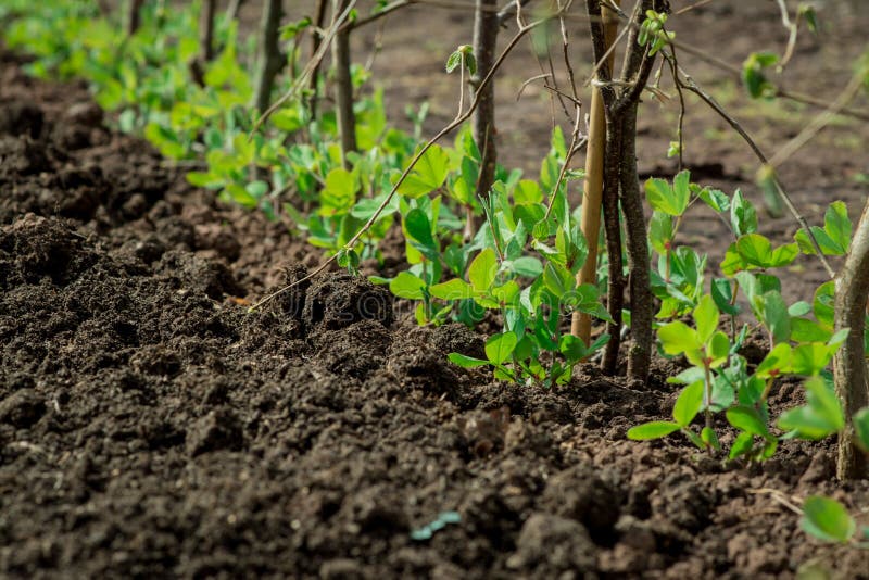 Spring Vegetables Growing in the Garden Stock Image - Image of summer ...