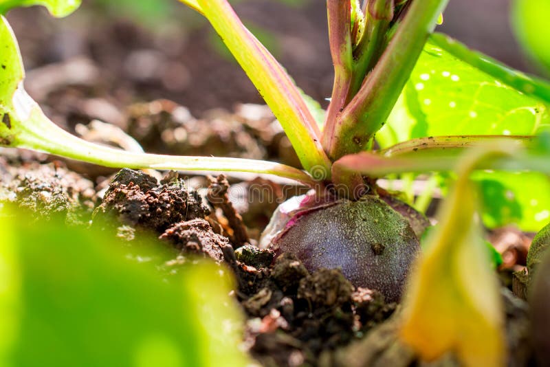 Spring Vegetables Growing in the Garden Stock Image - Image of growing ...