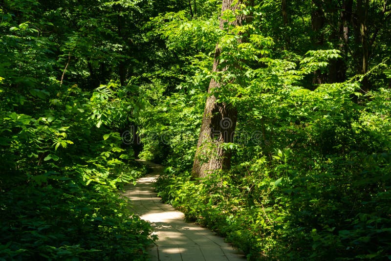 Spring Vegetation Along the Trail Stock Image - Image of lasalle, plant ...