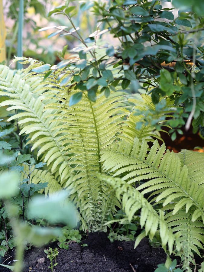 Spring Vegetation Background.a Young Fern Bush Grows in the Garden ...