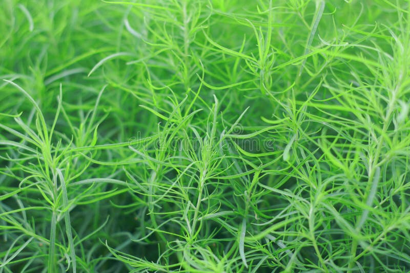 Spring. Verdure. stock photo. Image of vivid, bright - 23636496