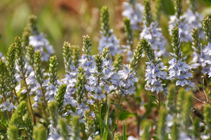 In the Spring, the Veronica Prostrata Blooms among the Herbs Stock ...
