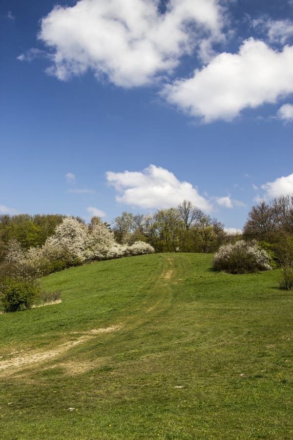 Spring stock image. Image of flower, detail, tree, time - 41239991
