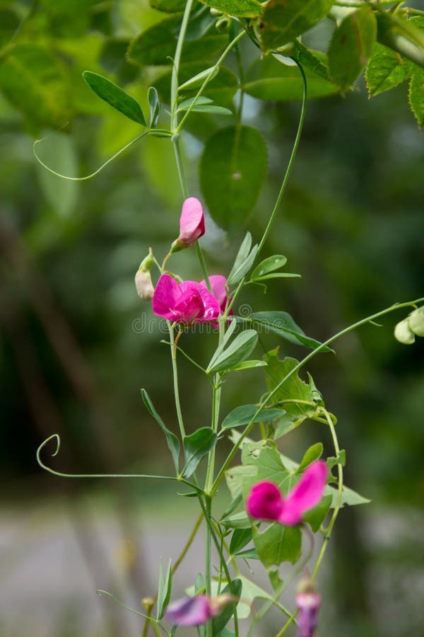 Spring Vetch Vicia Sativa L. Stock Photo - Image of grass, bird: 121300064