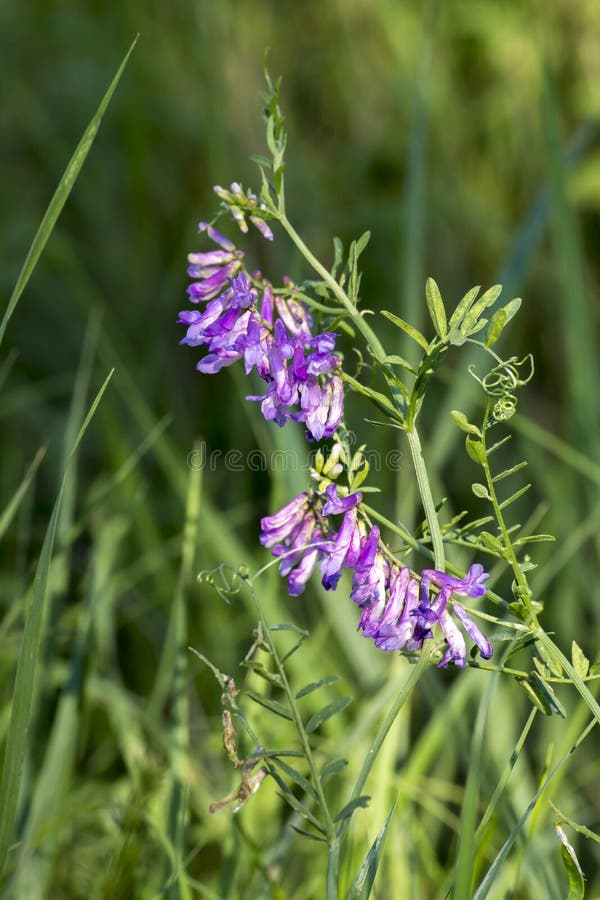 Spring Vetch Vicia Sativa L Stock Image - Image of fodder, summer ...