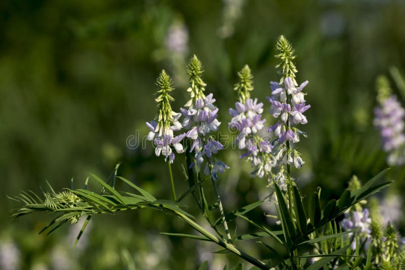 Spring Vetch Vicia Sativa L Stock Image - Image of nature, villosa ...