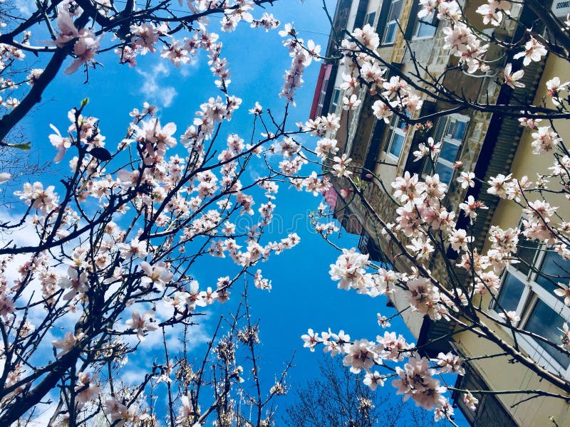 Spring Vibes. Colorful Bright Eggs and Bouquet Fresh Tulip Flowers on ...