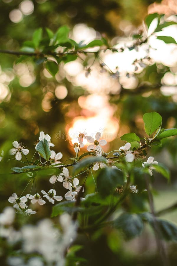 Spring vibes stock photo. Image of spring, flower, tree - 174972552