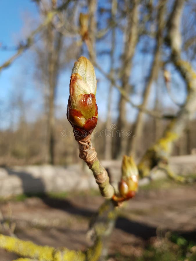 Spring vibes stock photo. Image of flower, leaf, yellow - 245573086