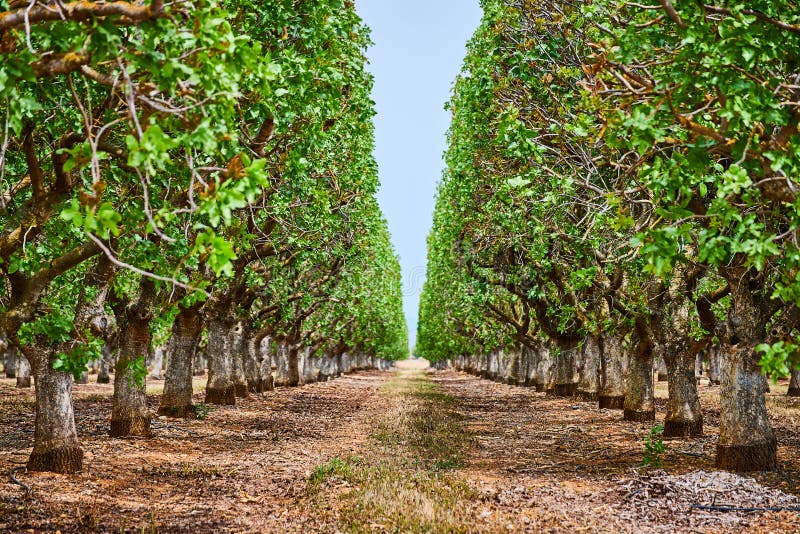 Spring View of Almond Tree Farm Stock Photo - Image of landscape, brown ...