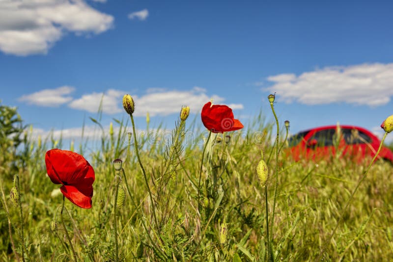 Spring View. Blooming Poppies and a Red Car among a Field Stock Photo ...