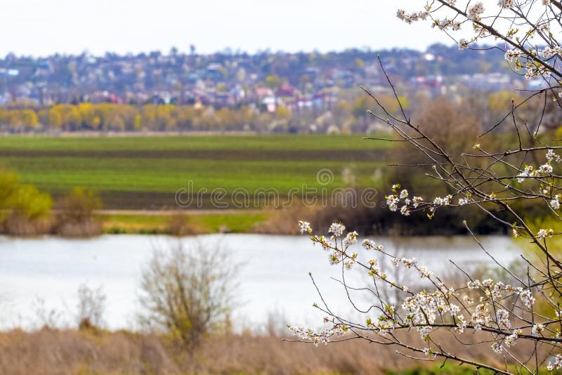 Spring View with a Flowering Tree by the River Stock Image - Image of ...