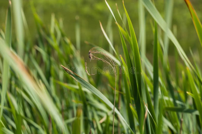 Spring View of the Landscape with a Pond. Reeds Grow in the Pond Stock ...
