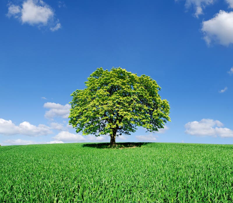 Spring View, Row of Green Trees among Fields Stock Photo - Image of ...