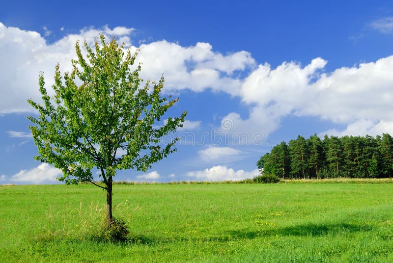 Spring View, Row of Green Trees among Fields Stock Photo - Image of ...