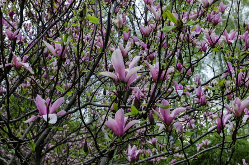 Spring View of Magnolia in Luxurious Bloom Stock Image - Image of ...