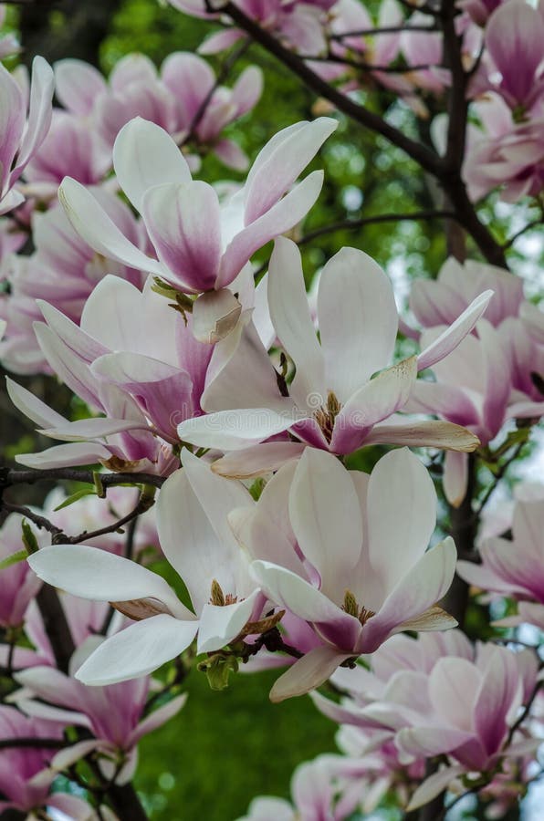 Spring View of Magnolia in Luxurious Bloom Stock Photo - Image of ...
